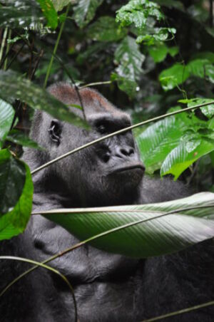 Nouabalé-Ndoki 10 Days Tour - Congo Travel and Tours