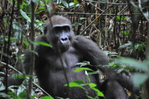 Nouabalé-Ndoki 10 Days Tour - Congo Travel and Tours