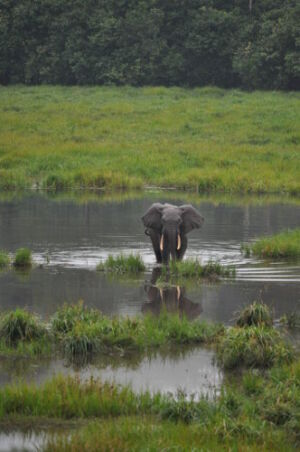 Nouabalé-Ndoki 10 Days Tour - Congo Travel and Tours