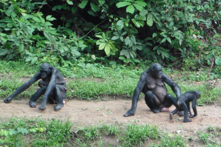 Visit wild bonobos north of Kinshasa in Congo and pygmy tribe tour in ...