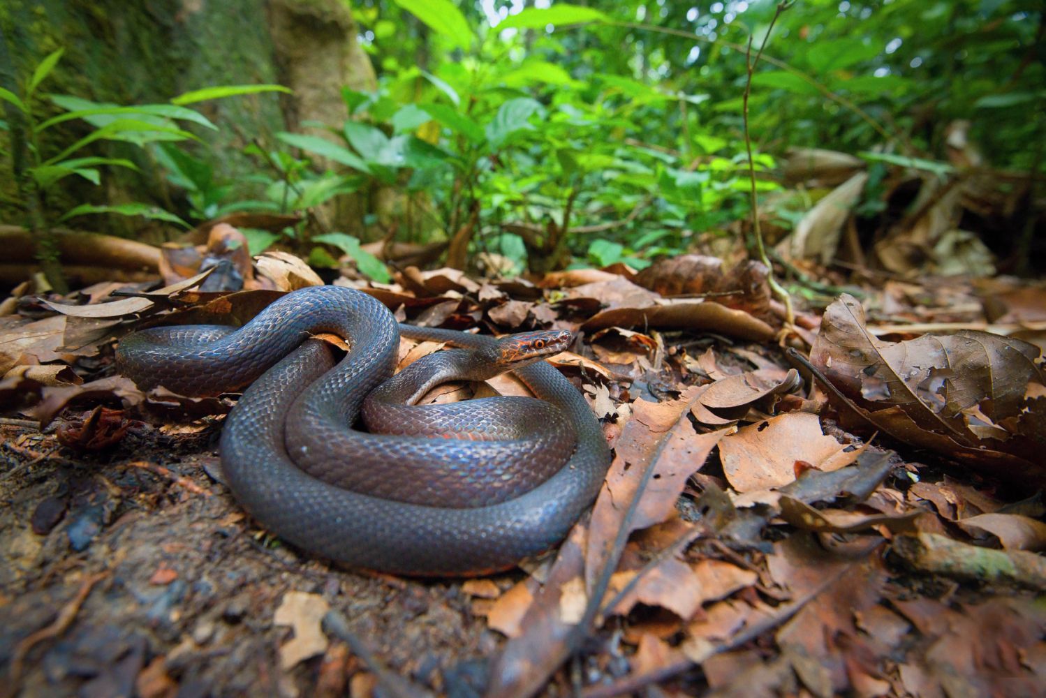 Deep exploration of the Congo-Basin by boat: riverlife, fishing and ...