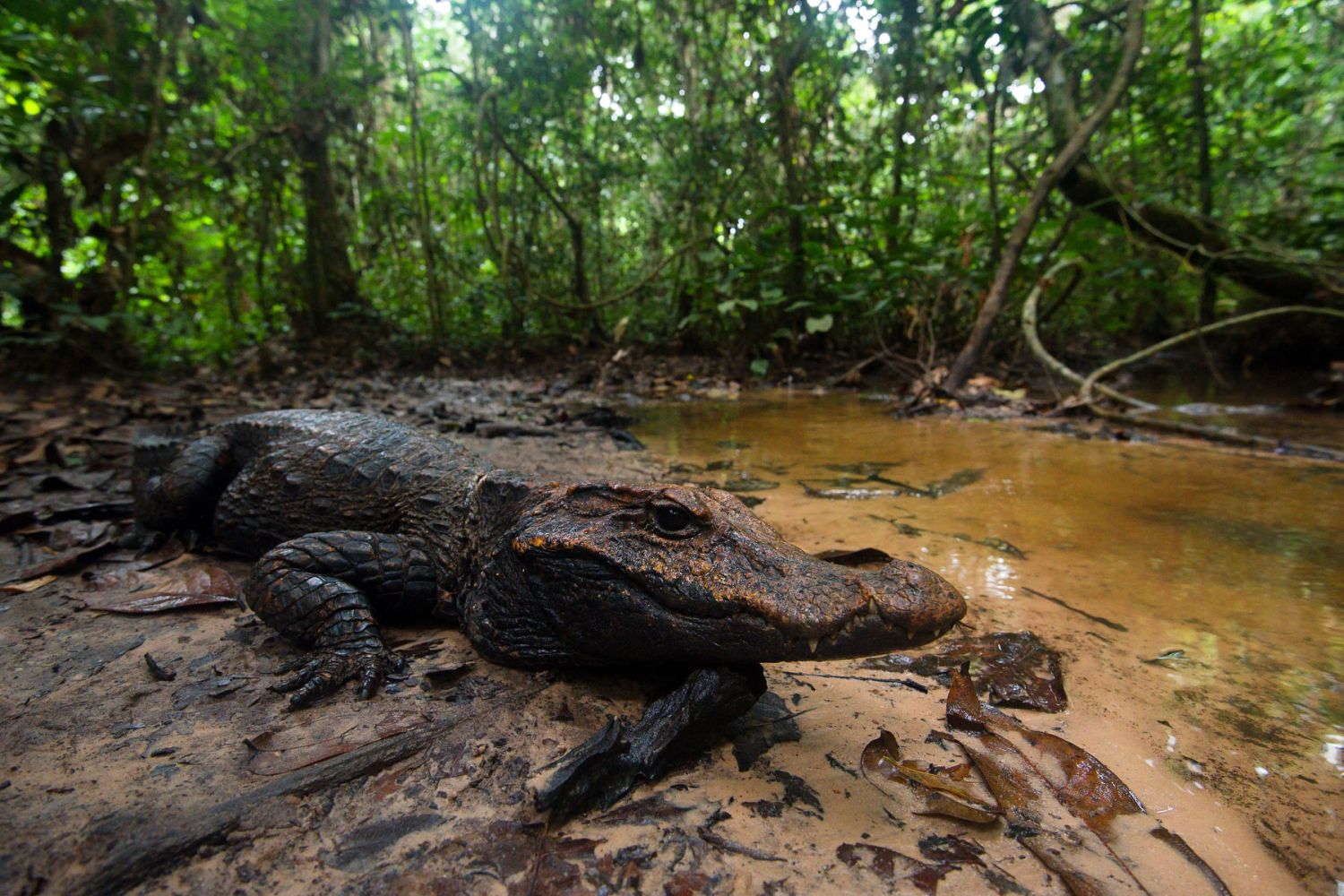 Deep exploration of the Congo-Basin by boat: riverlife, fishing and ...