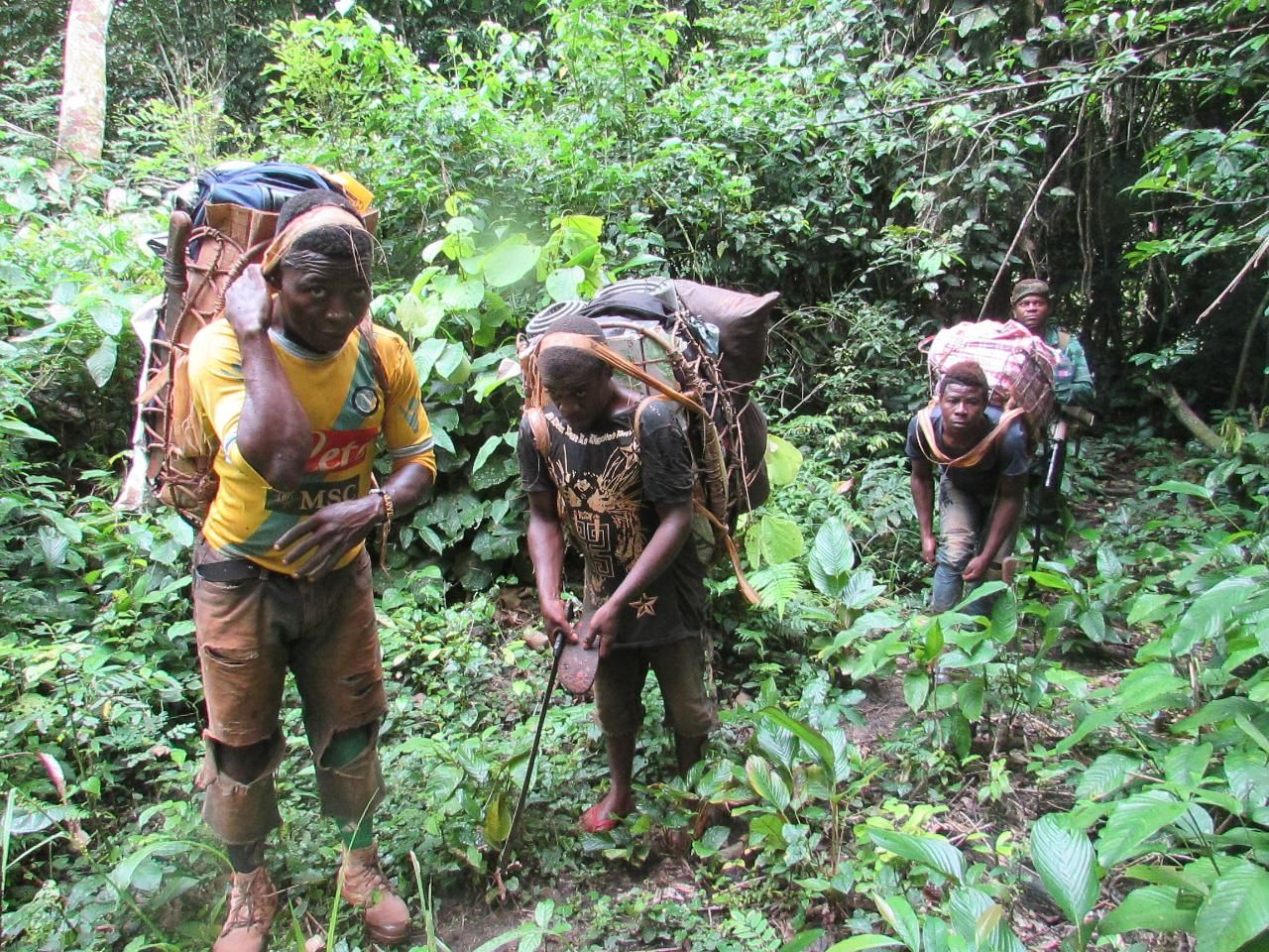 Travel programme for Dzanga Sangha, Nouabalé Ndoki and Lobéké with ...