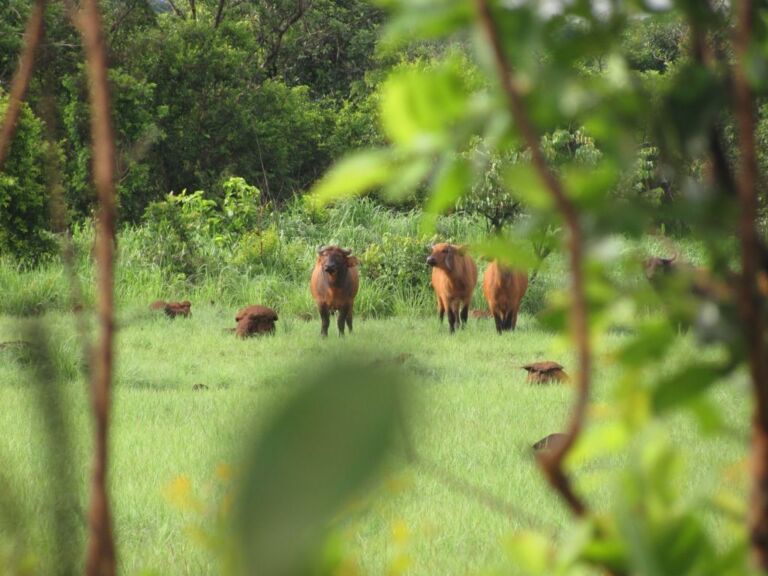 Bili Ape expedition in Bili forest near Bondo: chimpanzee and wildlife ...