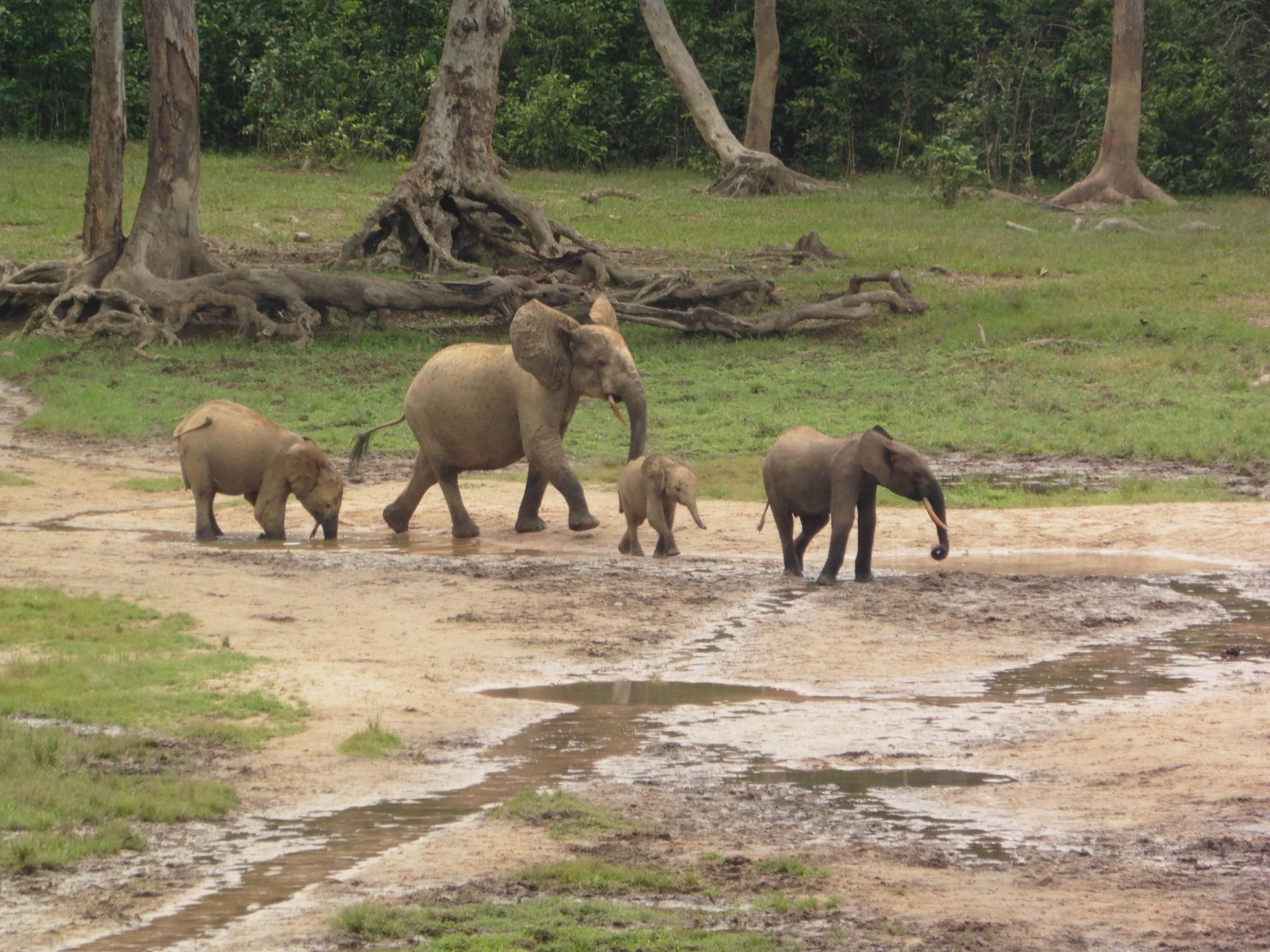 Nouabalé-Ndoki and Dzanga Sangha - Congo Travel and Tours