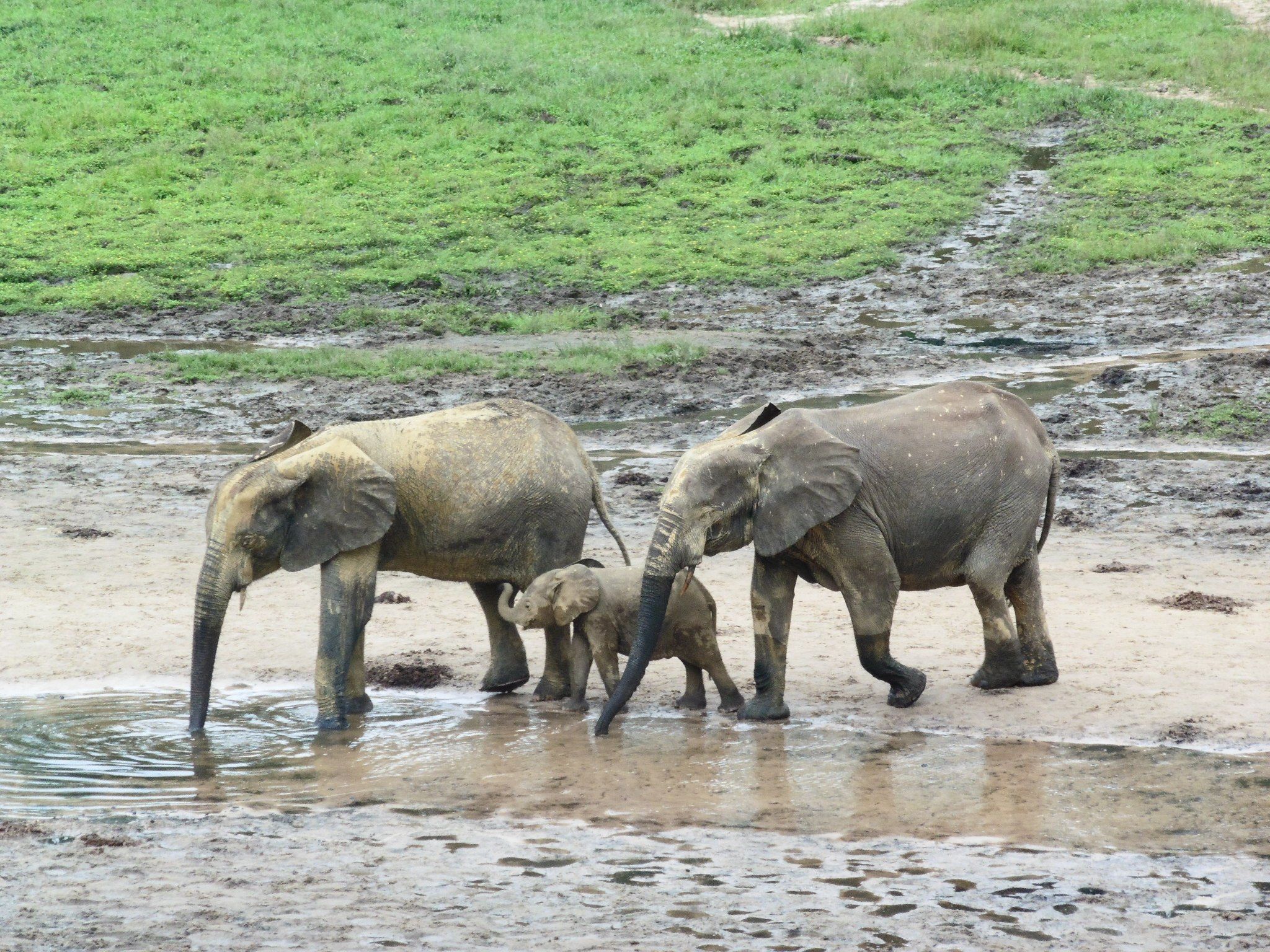 Nouabalé-Ndoki and Dzanga Sangha